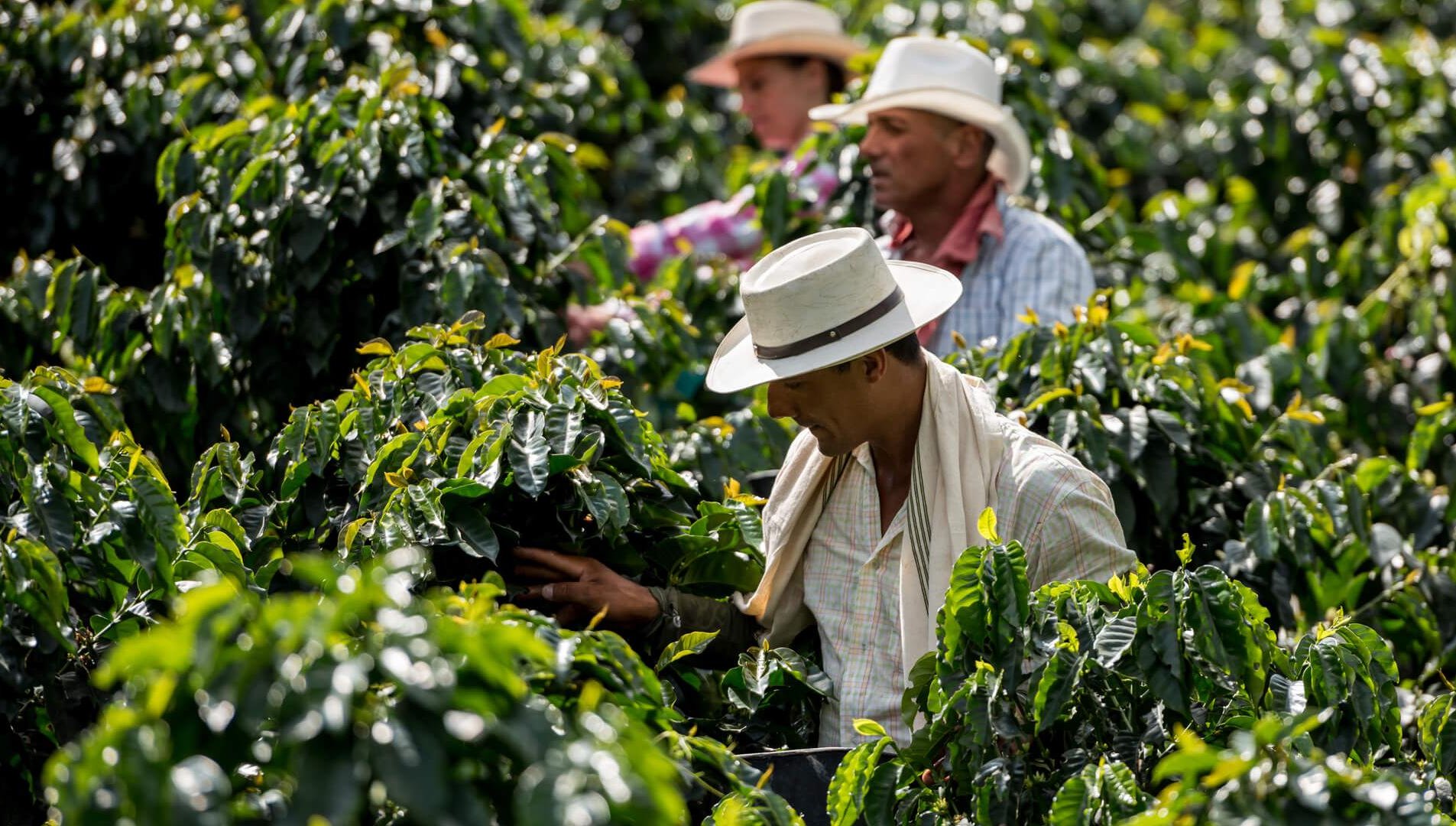 The tradition and quality of Italian coffee | Brasilmoka
